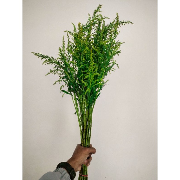 Jual SOLIDAGO ROSIDA potong MURAH SEGAR per IKAT (Panjang 25cm-30cm ...