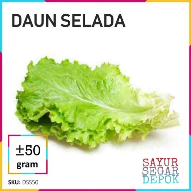 Jual DAUN SELADA SAYUR 1 IKAT | Shopee Indonesia