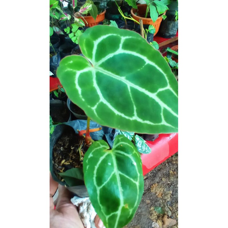 Jual Anthurium clarinervium Tanaman kuping gajah tanaman hias hiasan ...