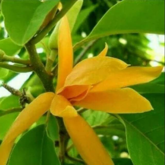 Jual Bibit Bunga kantil Kuning cempaka kuning MURAH (WISATA FLORA ...