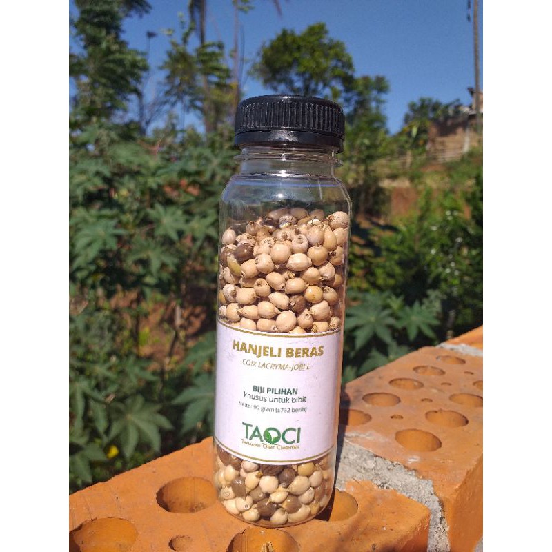 Jual Benih Hanjeli (Jali-Jali) Jenis Beras | Shopee Indonesia