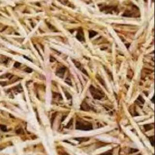 Jual Akar Alang Alang Terlengkap & Harga Terbaru Juli 2024 | Shopee ...