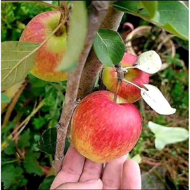 Jual bibit apel fuji merah manis cepat berbuah | Shopee Indonesia