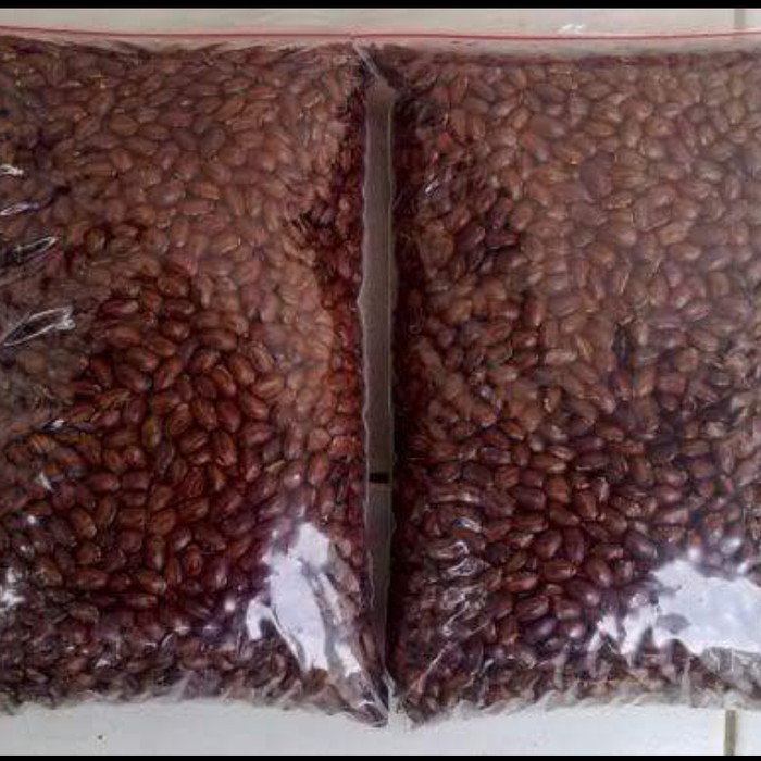 Jual 5 Ons Benih Biji Pohon Trembesi Saman | Shopee Indonesia