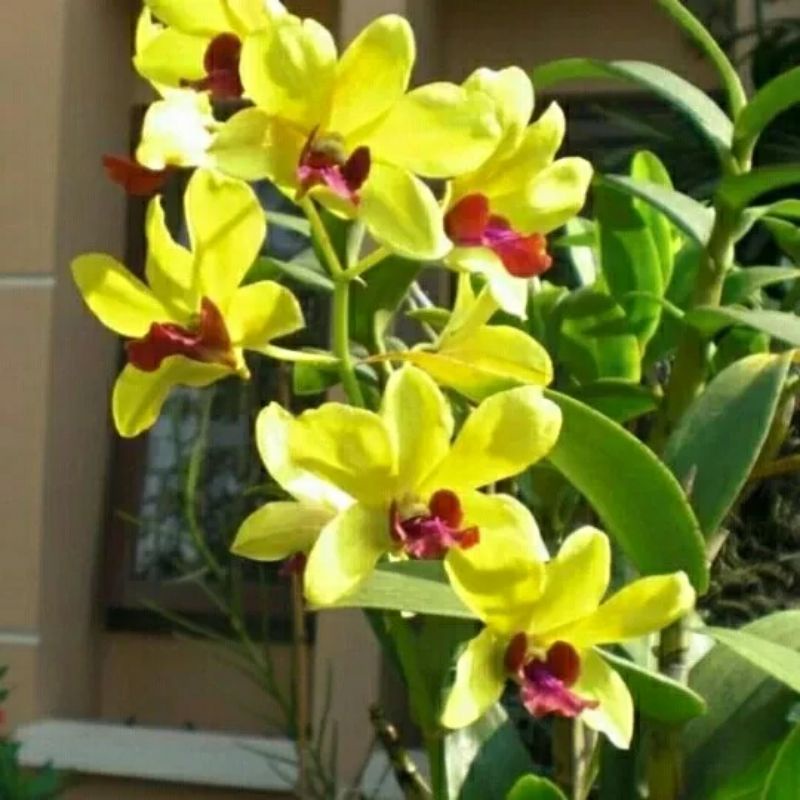 Jual anggrek dendrobium tanaman hias warna kuning | Shopee Indonesia
