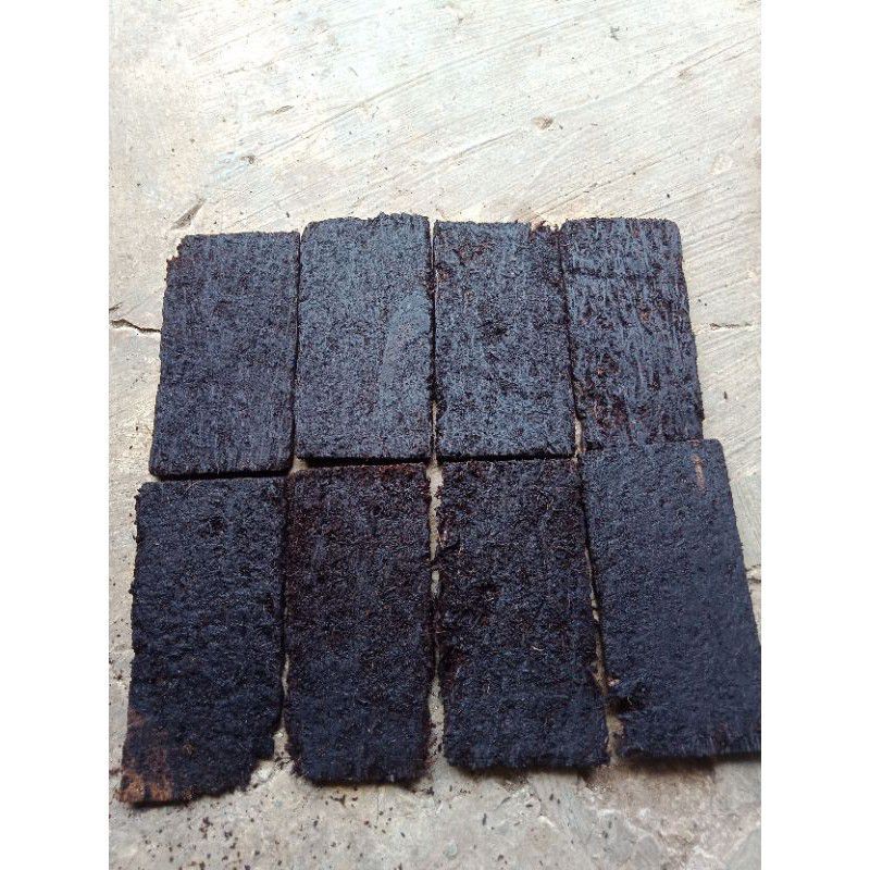 Jual PAKIS LEMPENG | PAKIS AQUASCAPE | Shopee Indonesia