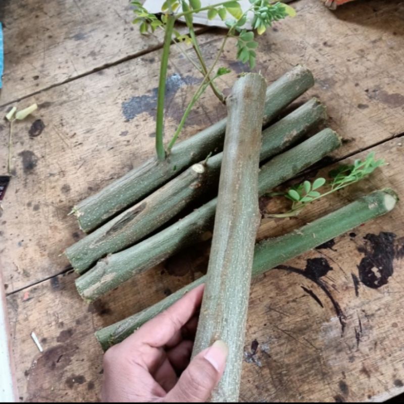 Jual Stek batang bibit kelor ukuran besar 30 cm up siap ditanam ...