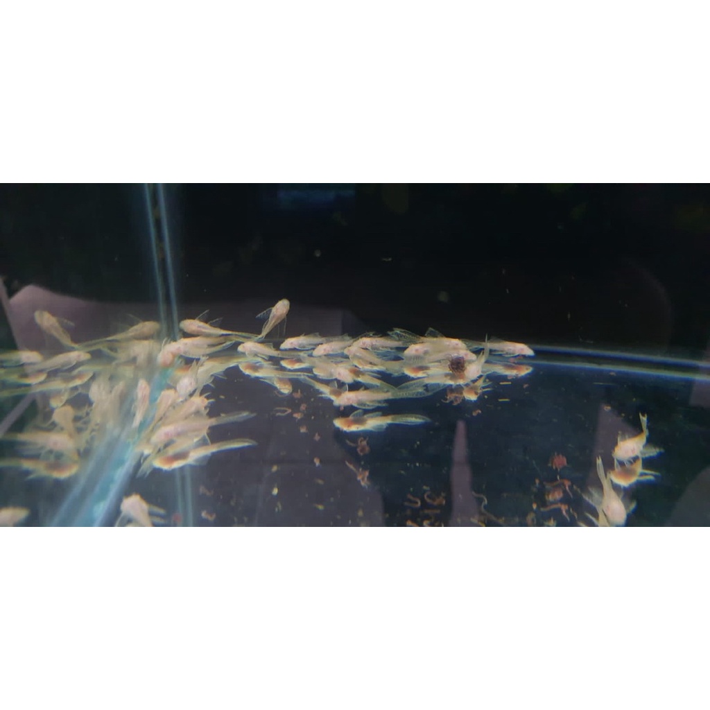 Jual Brushmouth Albino Slayer Pleco L144 / Sapu Pleco Slayer | Shopee ...