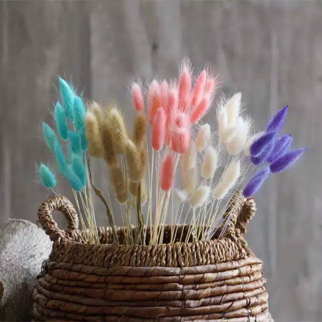 Jual 5 tangkai bunga lagurus bunny tail driedflower - bunga kering ...