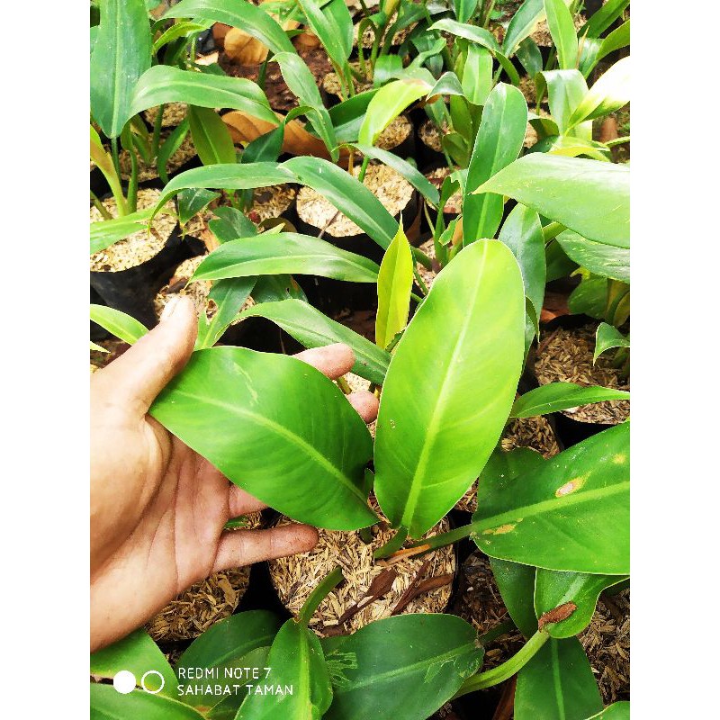 Jual Philodendron pisang/Tanaman hias Philo Pisang | Shopee Indonesia