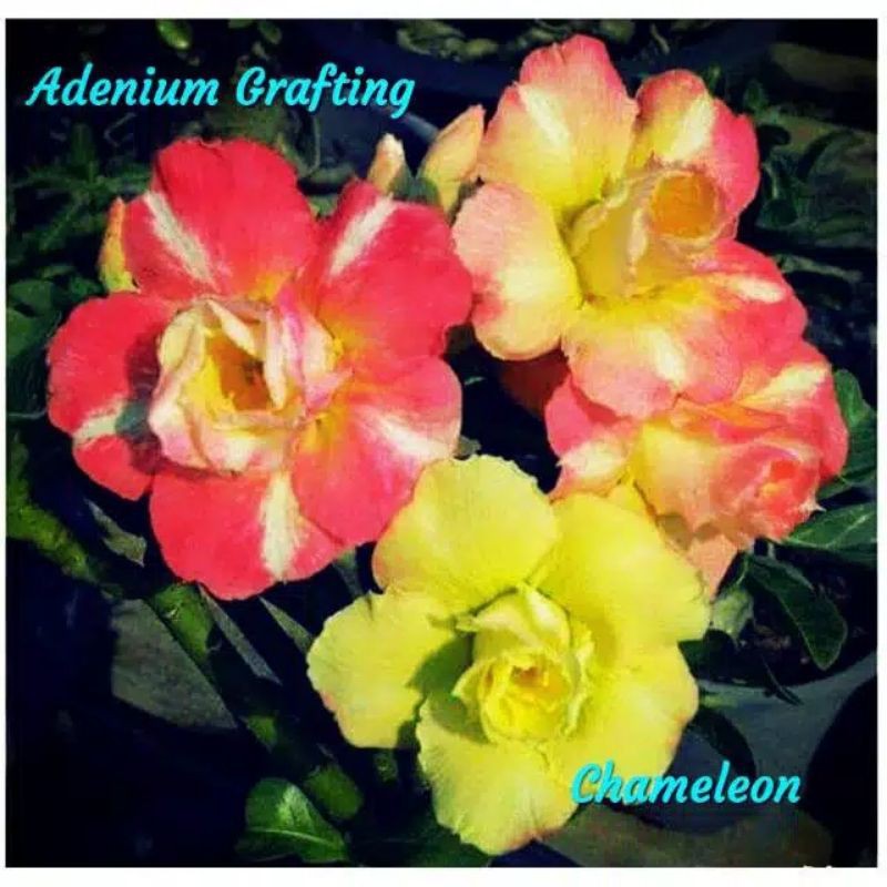 Jual Adenium bunga tumpuk "Chameleon | Shopee Indonesia