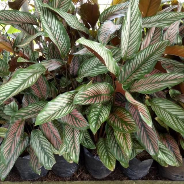 Jual Tanaman hias kalatea pinstrip ornata - pohon calathea ornata ...