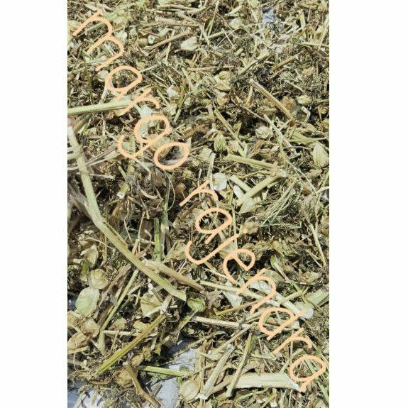 Jual 1kg Daun batang CIPLUKAN cecenet cecendet ceplukan kering dried ...