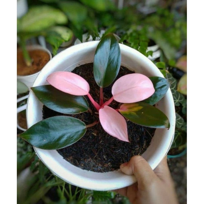 Jual philo pink congo bibit siap tanam Gardenfarm | Shopee Indonesia