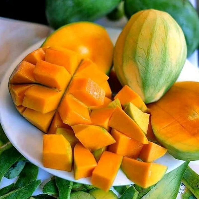 Jual BIBIT MANGGA KIOJAY Super _bibit buah | Shopee Indonesia Jual BIBIT MANGGA KIOJAY Super _bibit buah | Shopee Indonesia