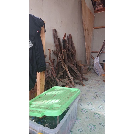 Jual kayu santigi kering paludarium terrarium vivarium | Shopee Indonesia