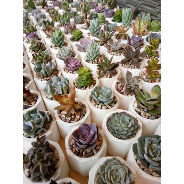 Jual PAKET KOMPLIT (Sukulen mini, media tanam, dan pot concrete ...