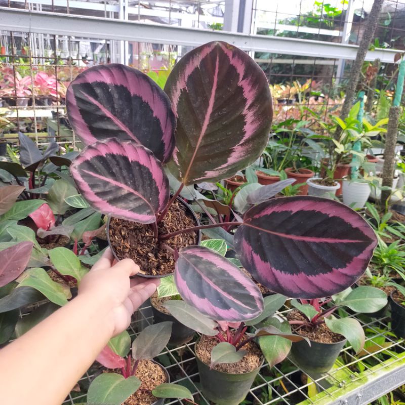 Jual calathea princess jessy | Shopee Indonesia