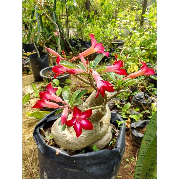 Jual real pict gambar / foto asli bunga adenium grafting dan original ...