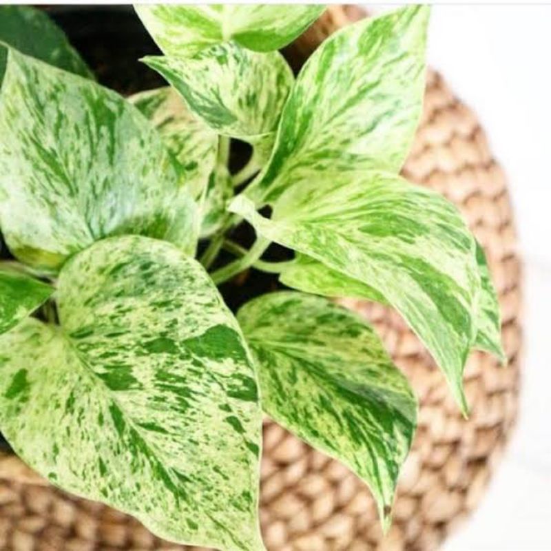 Jual Sirih Gading Variegata / Sirih Marble Queen | Shopee Indonesia
