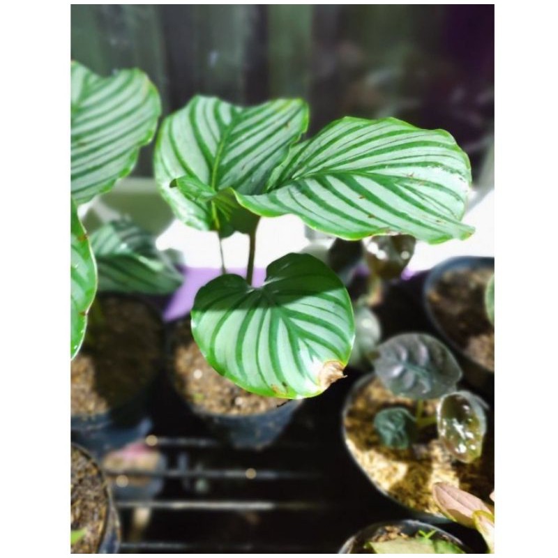 Jual Tanaman Hias Calathea Orbifolia Besar Daun Lebar | Shopee Indonesia