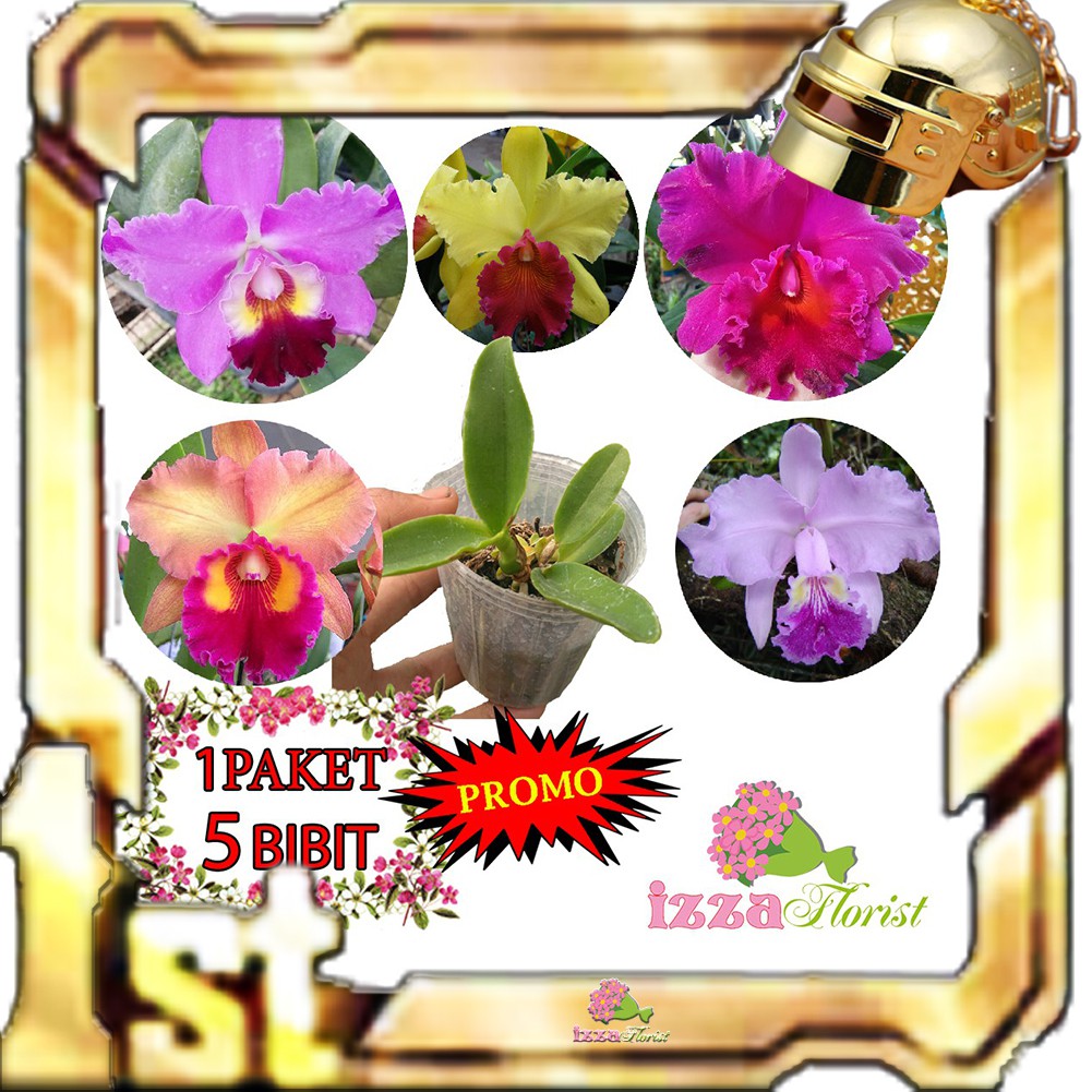 Jual Bibit anggrek cattleya seedling hybrid taiwan bunga besar/5Bibit ...
