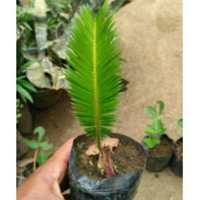 Jual Sikas 1 daun/Mawar jambe | Shopee Indonesia