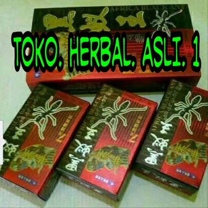 Jual Semut Afrika Original AFRIKA BLACK ANT, Siap Tempur 3 Ronde ...