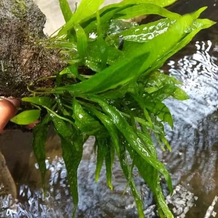 Jual Kadaka java fern (XL big size) | Shopee Indonesia