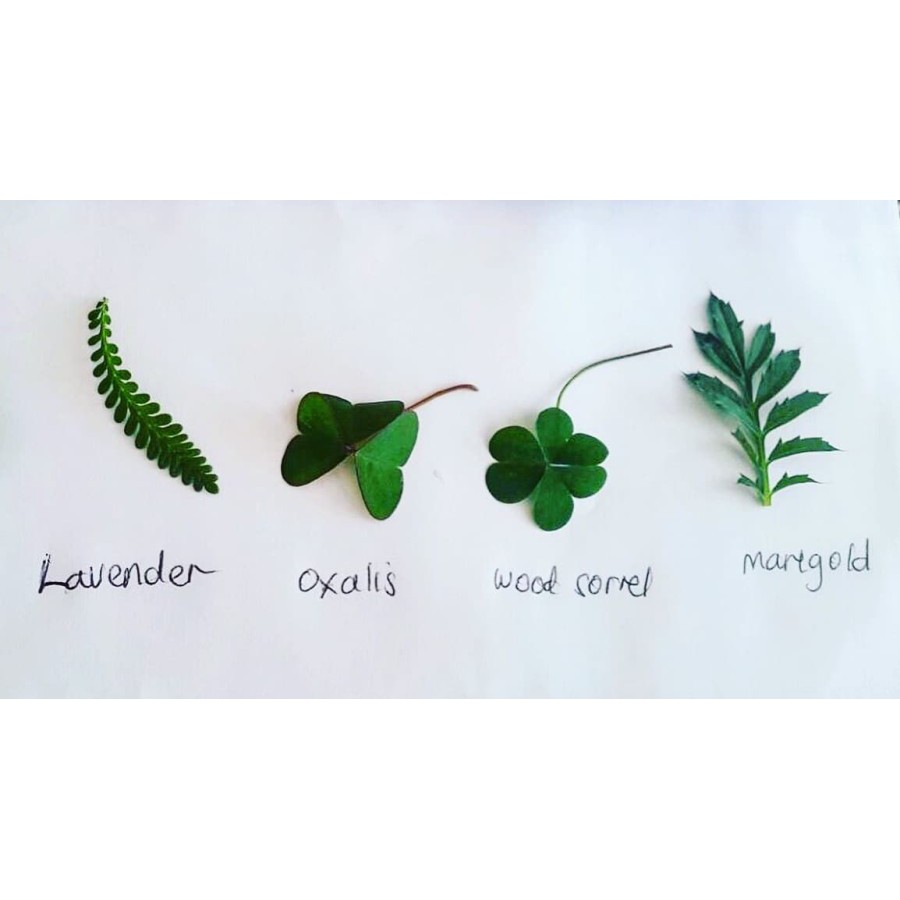 Jual Edible Leaf Daun Edibel Macam Garnish Segar Asli Marigold ...