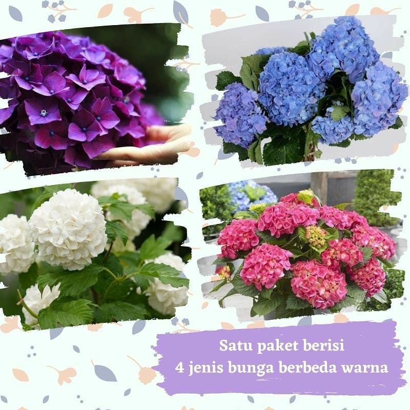 Jual Tanaman hias Bunga Pancawarna Satu Pohon Bisa 5 warna sekaligus ...