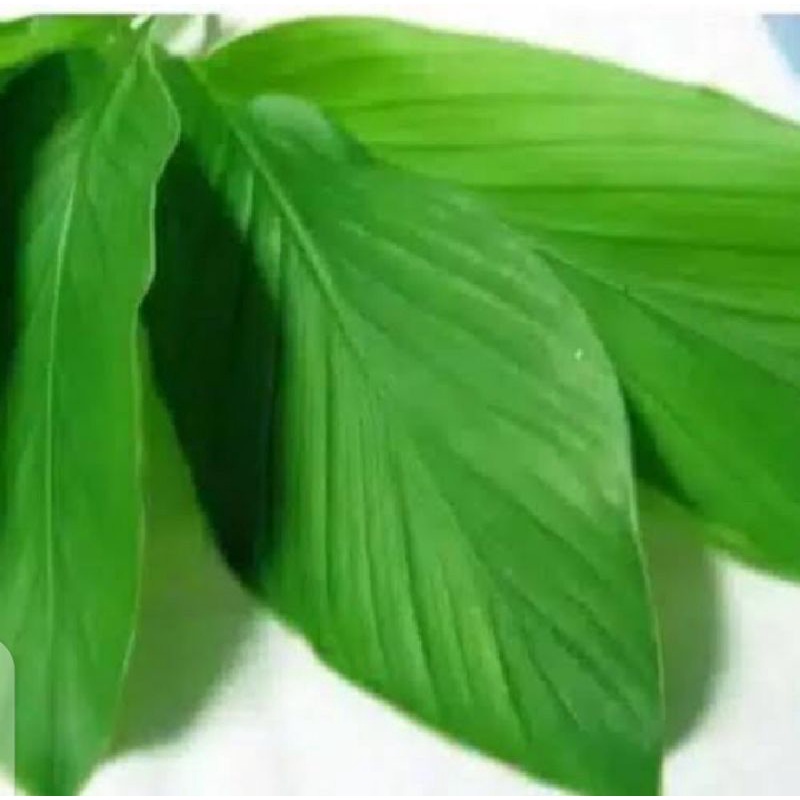 Jual Puri Segar Shop, Daun Kunyit Penyedap Rasa 100 Gram | Shopee Indonesia
