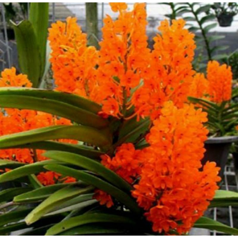 Jual vanda ascosentrum miniata vanda asco vanda mini vanda merah vanda ...