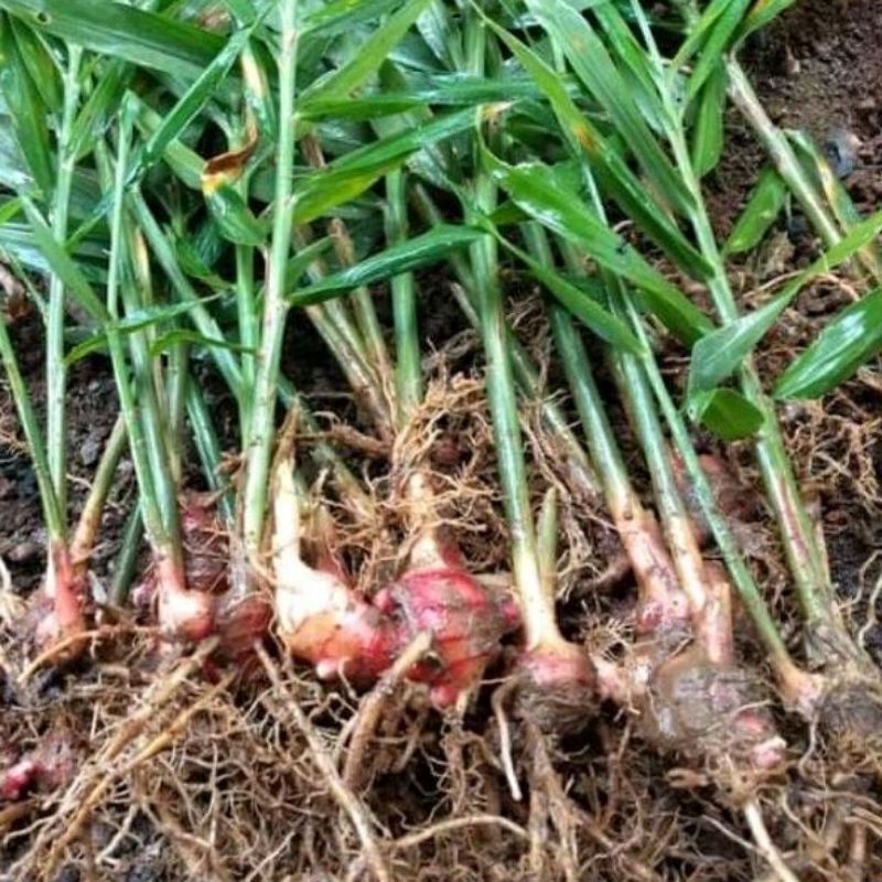 Jual Bibit jahe gajah unggul termurah sudah tumbuh bibit jahe super ...