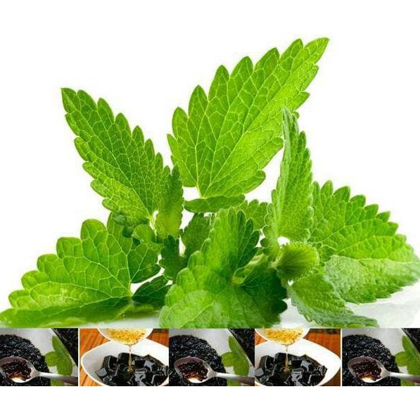 Jual Super Bibit Tanaman Cincau Hitam Janggelan | Shopee Indonesia