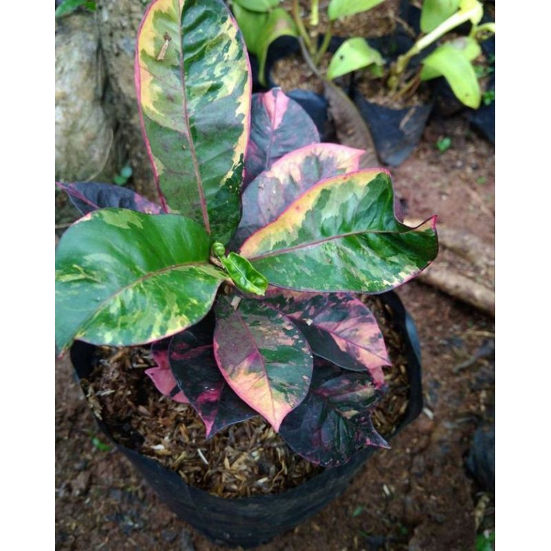 Jual bunga puring pancawarna murah banyak varian | Shopee Indonesia