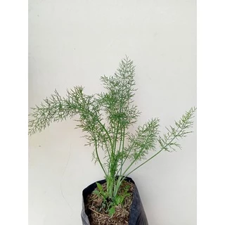 Jual Tanaman Adas Terlengkap & Harga Terbaru Juli 2024 | Shopee Indonesia