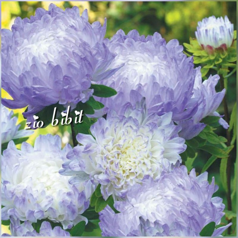 Jual Benih biji bunga aster biru ice blue duchess 3 Biji | Shopee Indonesia