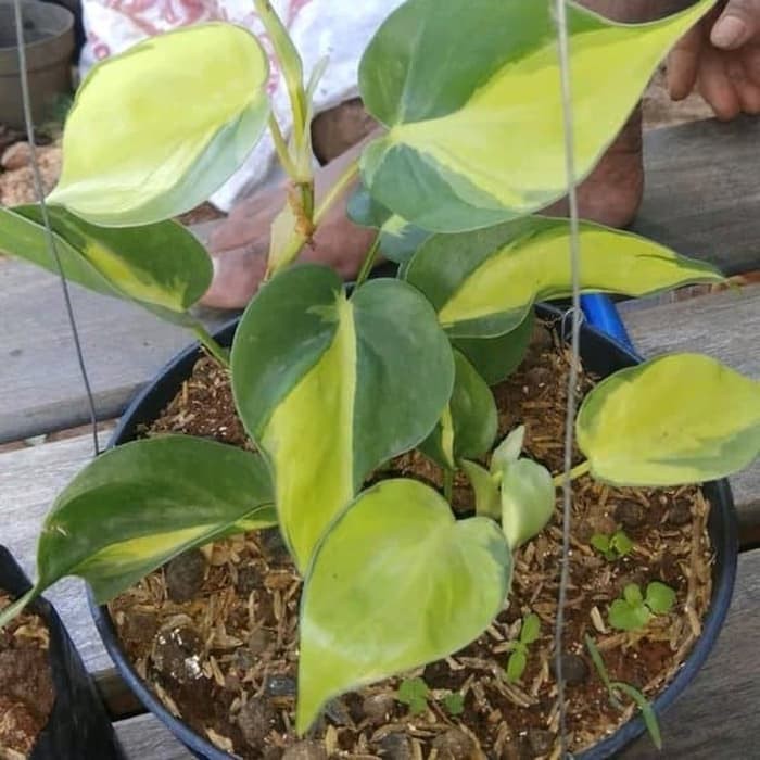 Jual tanaman hias sirih gading phillo brazil/tanaman rambat/tanaman pot gantung/sirigading ...