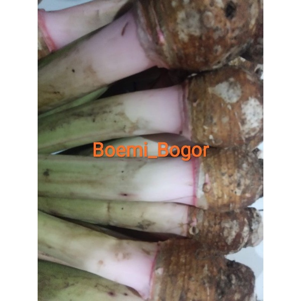 Jual Talas Bogor talas belitung umbi talas 5kg (special edition ...