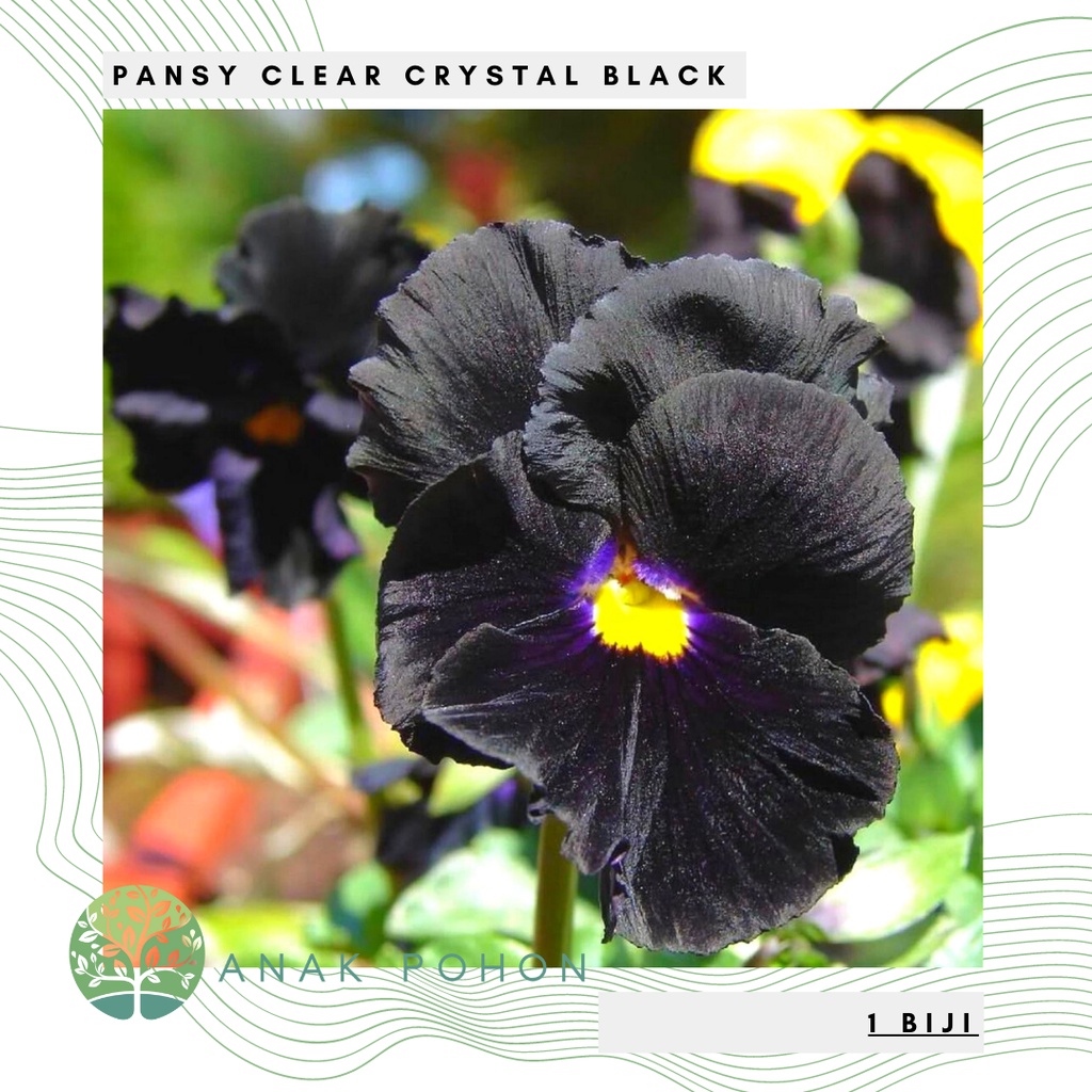 Jual Benih Bibit Biji - Bunga Pansy Clear Crystal Black Flower Seeds ...