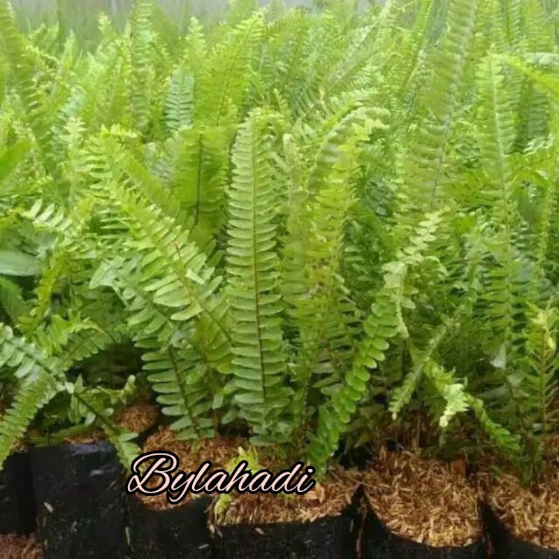 Jual Pakis Hutan | Shopee Indonesia