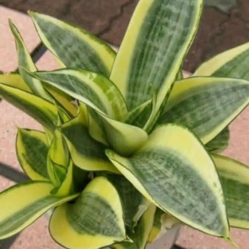 Jual Tanaman hias kodok kuning/bibit tanaman his/pohon hidup HIJAU ...