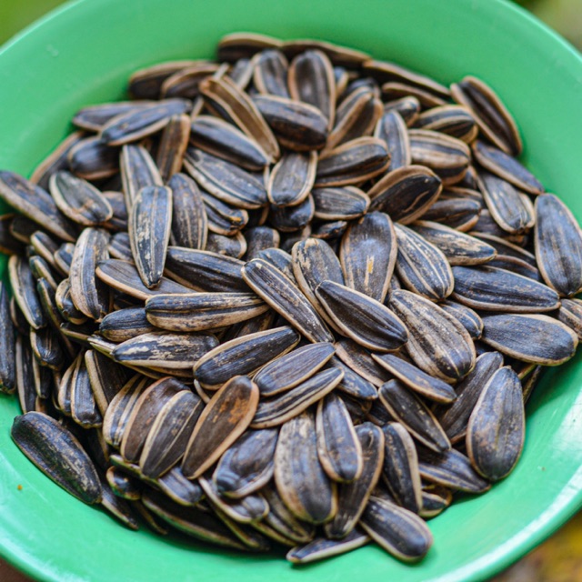 Jual Kuaci Bunga Matahari Cap Rebo 250gr | Shopee Indonesia