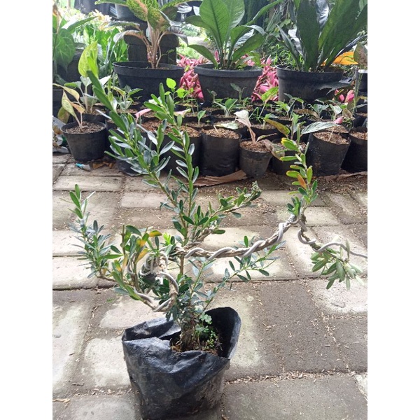 Jual bahan bonsai tanaman boksus/boxus(beli 5 bonus 1) | Shopee Indonesia
