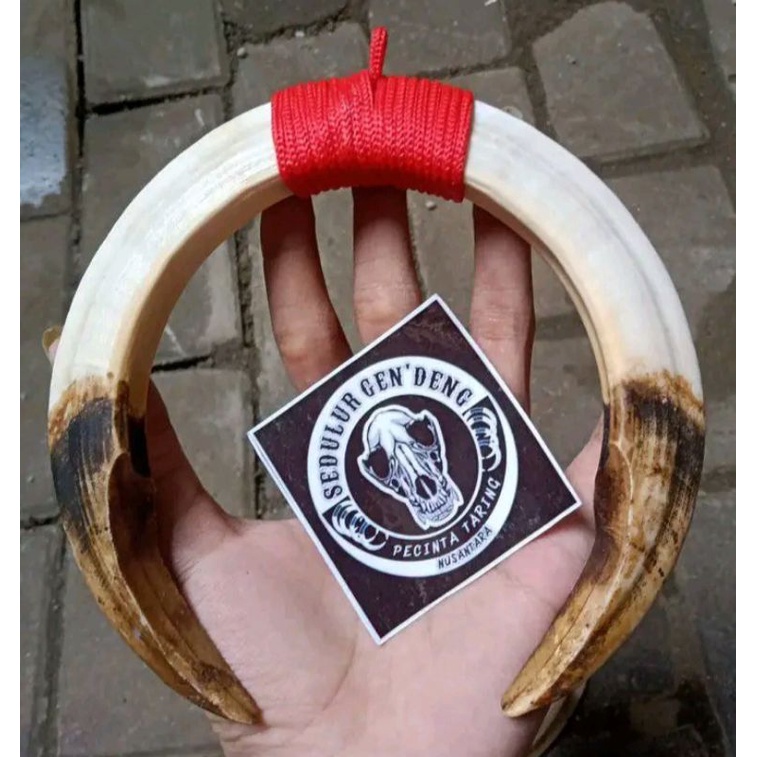 Jual Kalung Taring Babi asli Jumbo sepasang 15CM | Shopee Indonesia