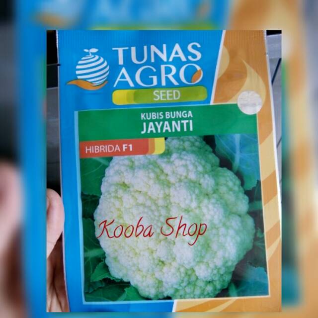 Jual Kubis Bunga Kembang Kol Benih Jayanti Hibrida F1 - 10 gr | Shopee ...