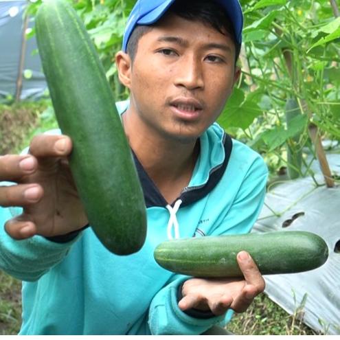 Jual Terbagus.. Benih Timun F1 Bagos MMT SEED 20GR | Shopee Indonesia