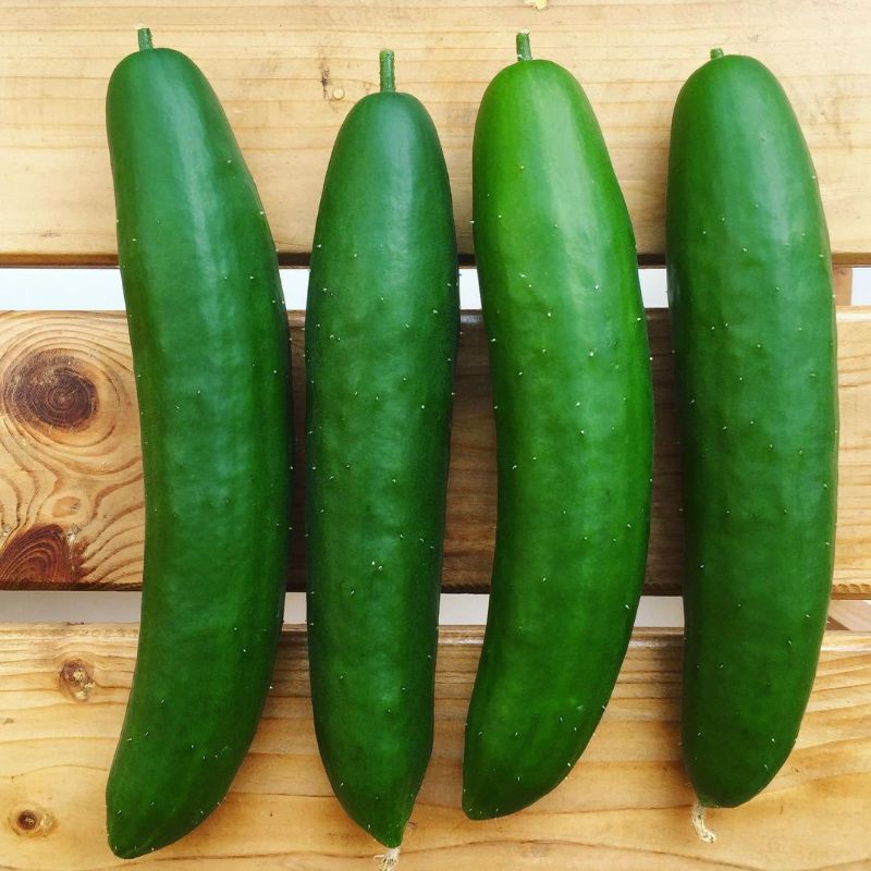 Jual Organik Premium Timun Jepang / Kyuri 1 kg | Shopee Indonesia