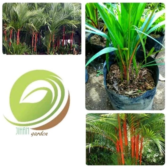 Jual bibit pohon palem merah-tanaman hias palem palm merah | Shopee ...